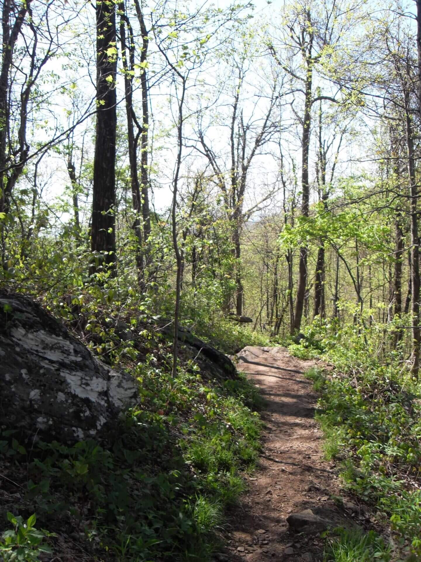 Woody Gap to Neels Gap on the Appalachian Trail