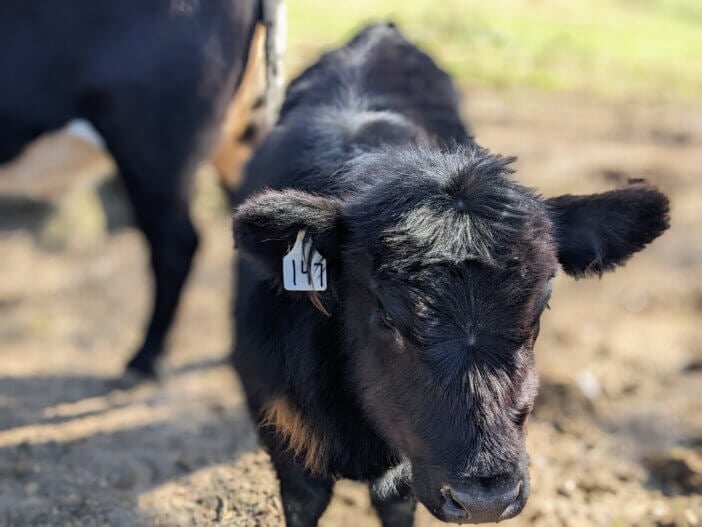 5 Initial Lessons from Buying a Cow & Calf