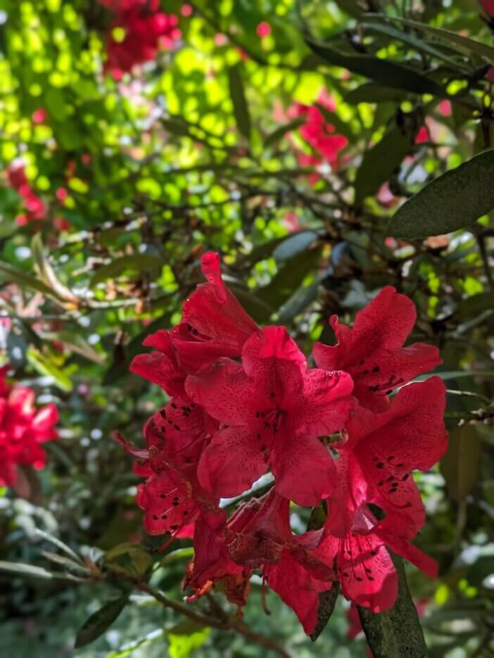 Summer Flowers in Seattle's Kubota Park